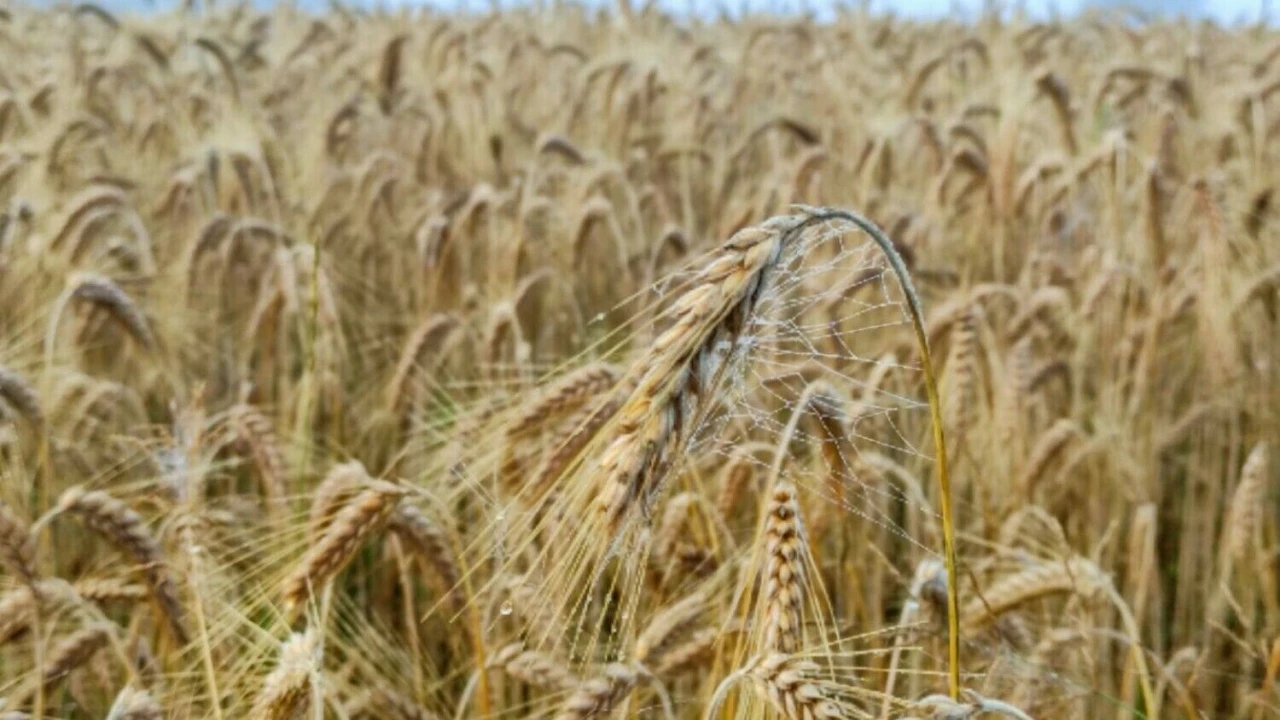 Slovakija: su Ukraina pasiektas susitarimas dėl grūdų eksporto sistemos - Verslo žinios